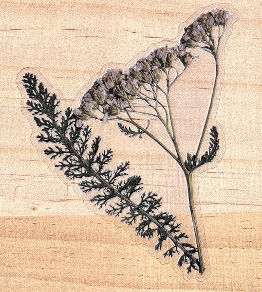 Common Yarrow Sticker – California Native Plant Society