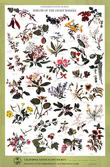 Shrubs of the Coast Ranges Poster – California Native Plant Society